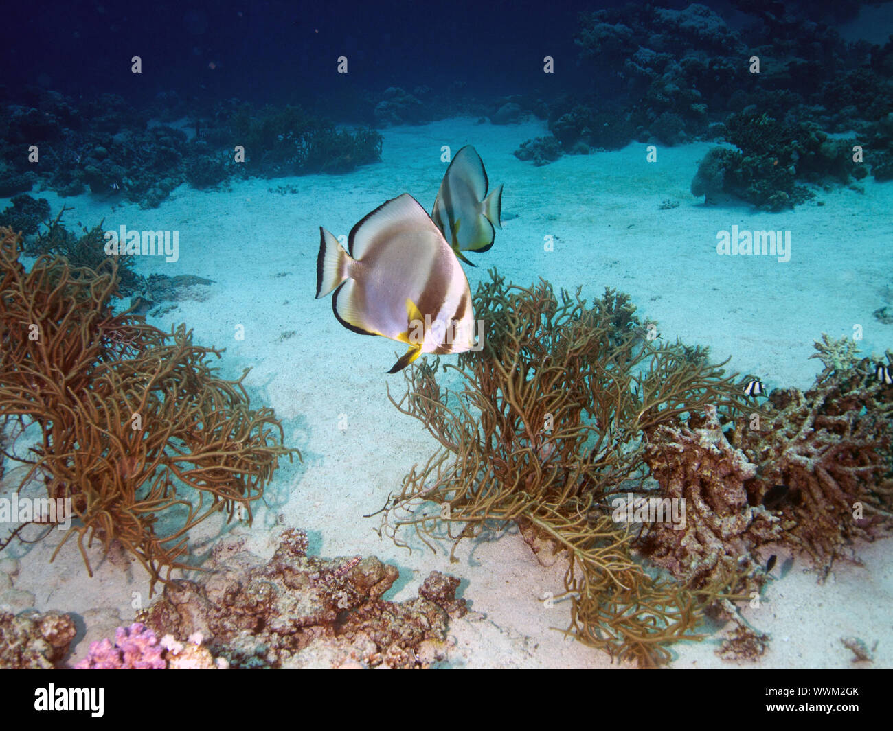 Batfish red hi-res stock photography and images - Alamy