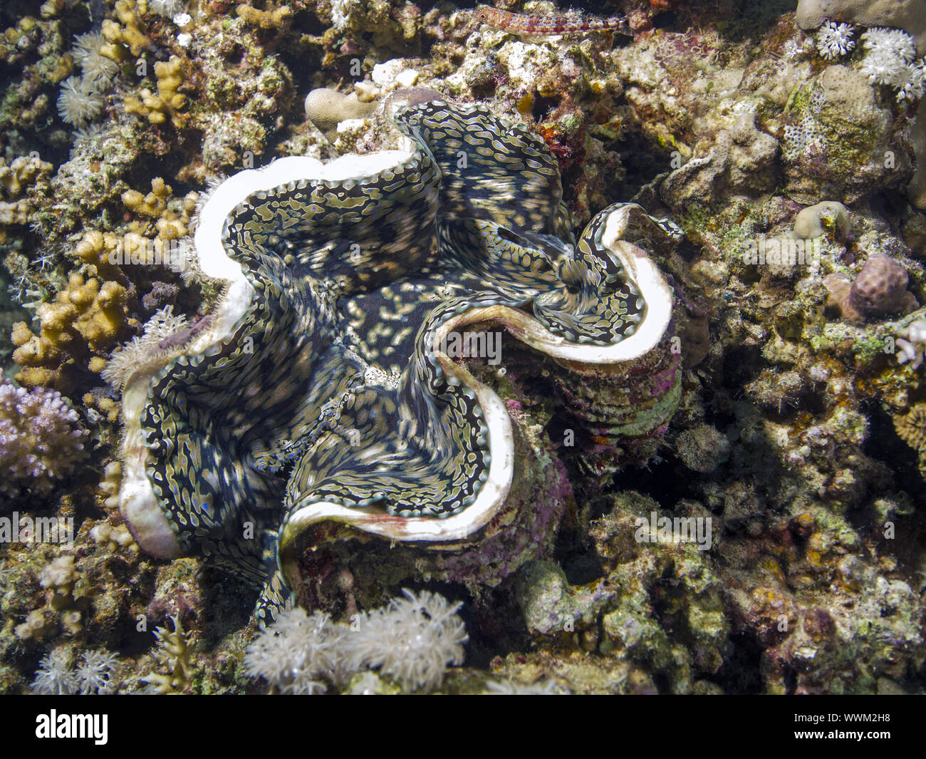 Indian ocean coral reef hi-res stock photography and images - Alamy
