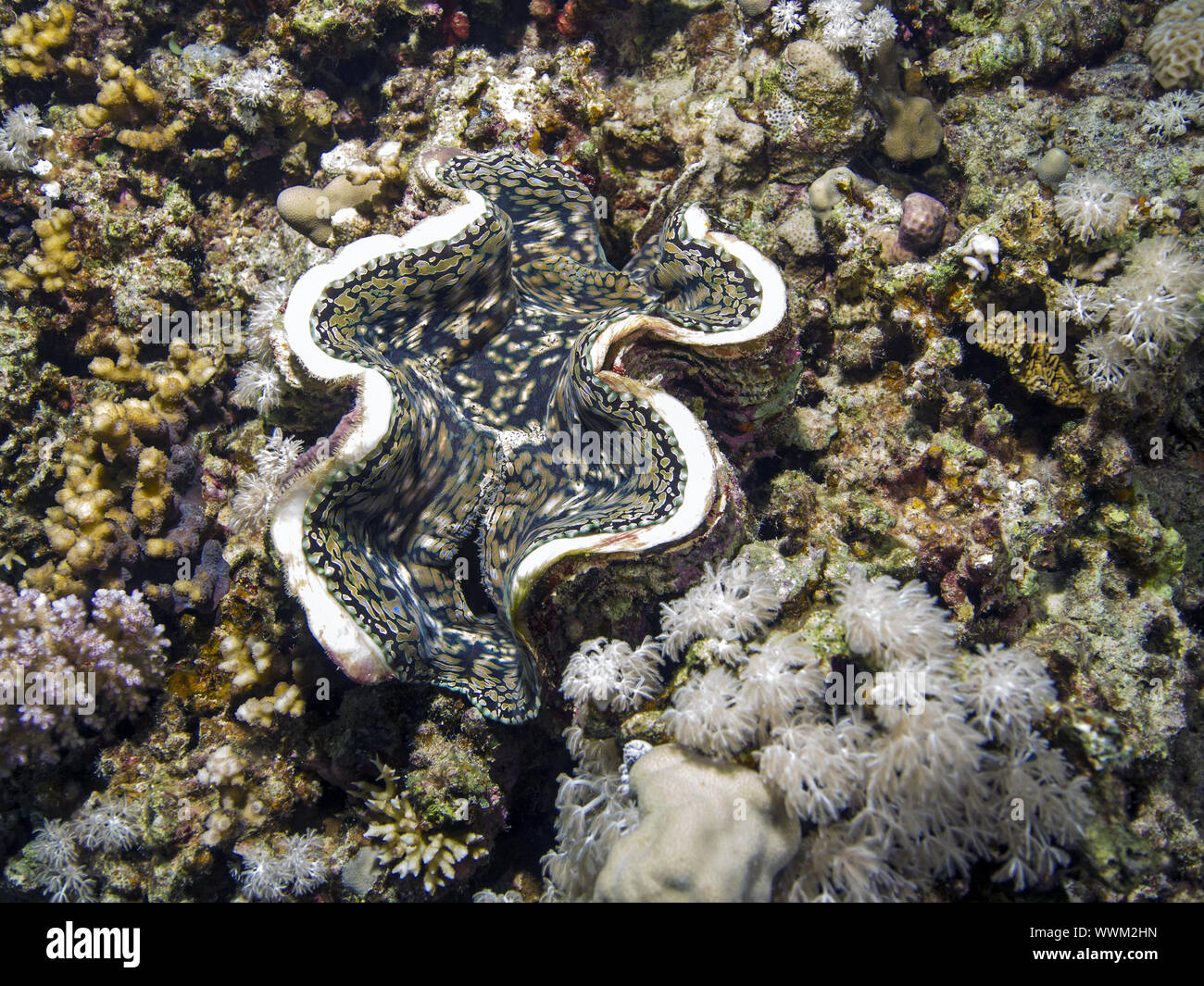 giant clam Stock Photo - Alamy