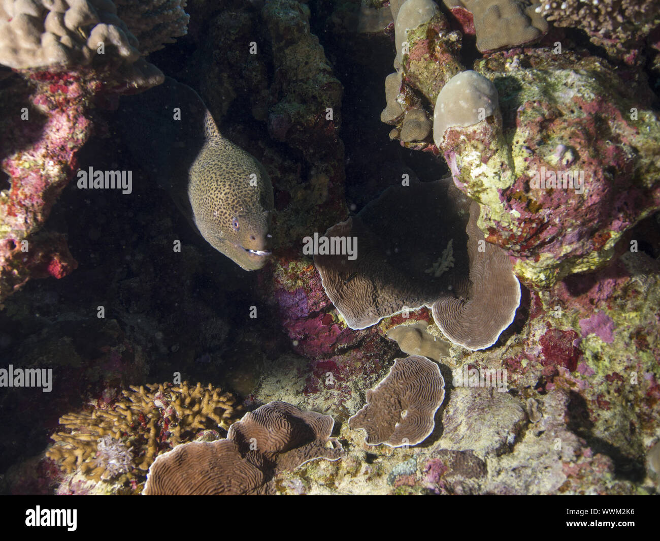 Aalfisch hi-res stock photography and images - Alamy