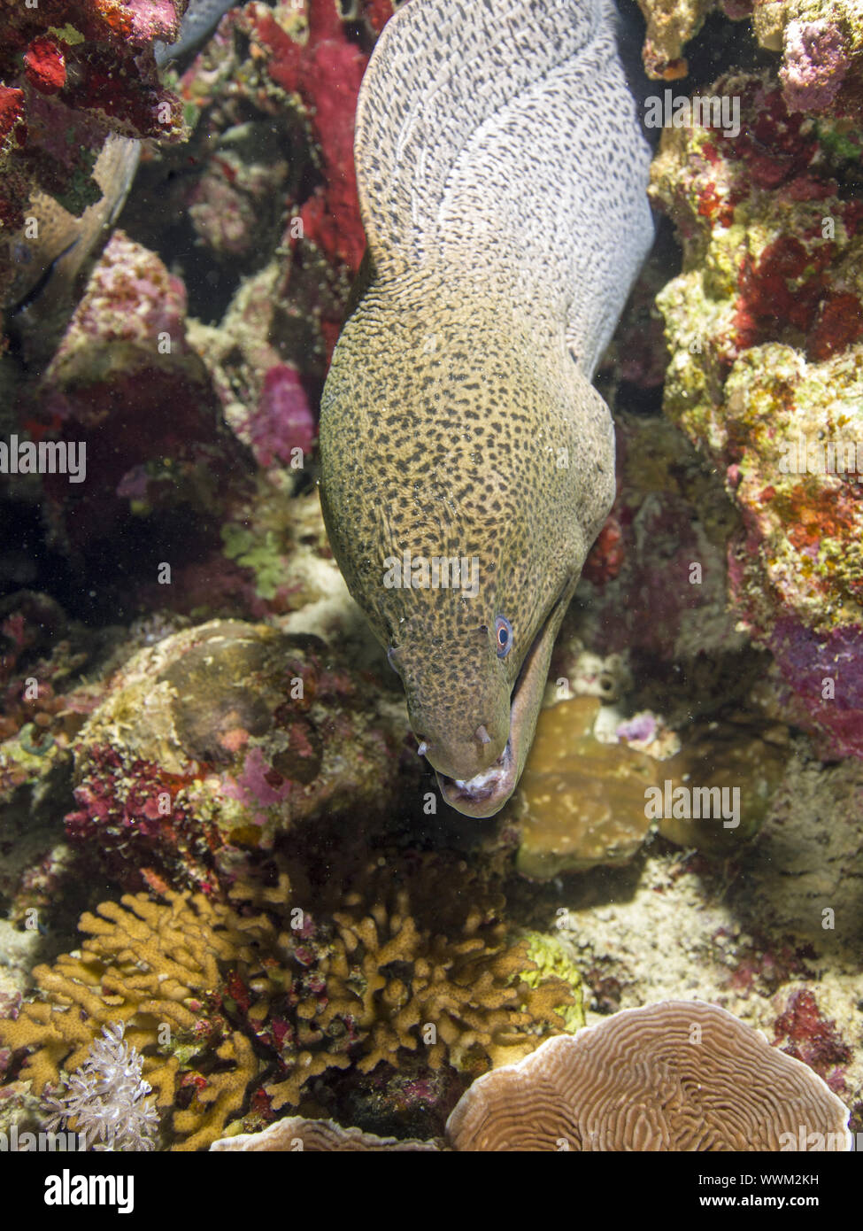 Morayeel hi-res stock photography and images - Alamy