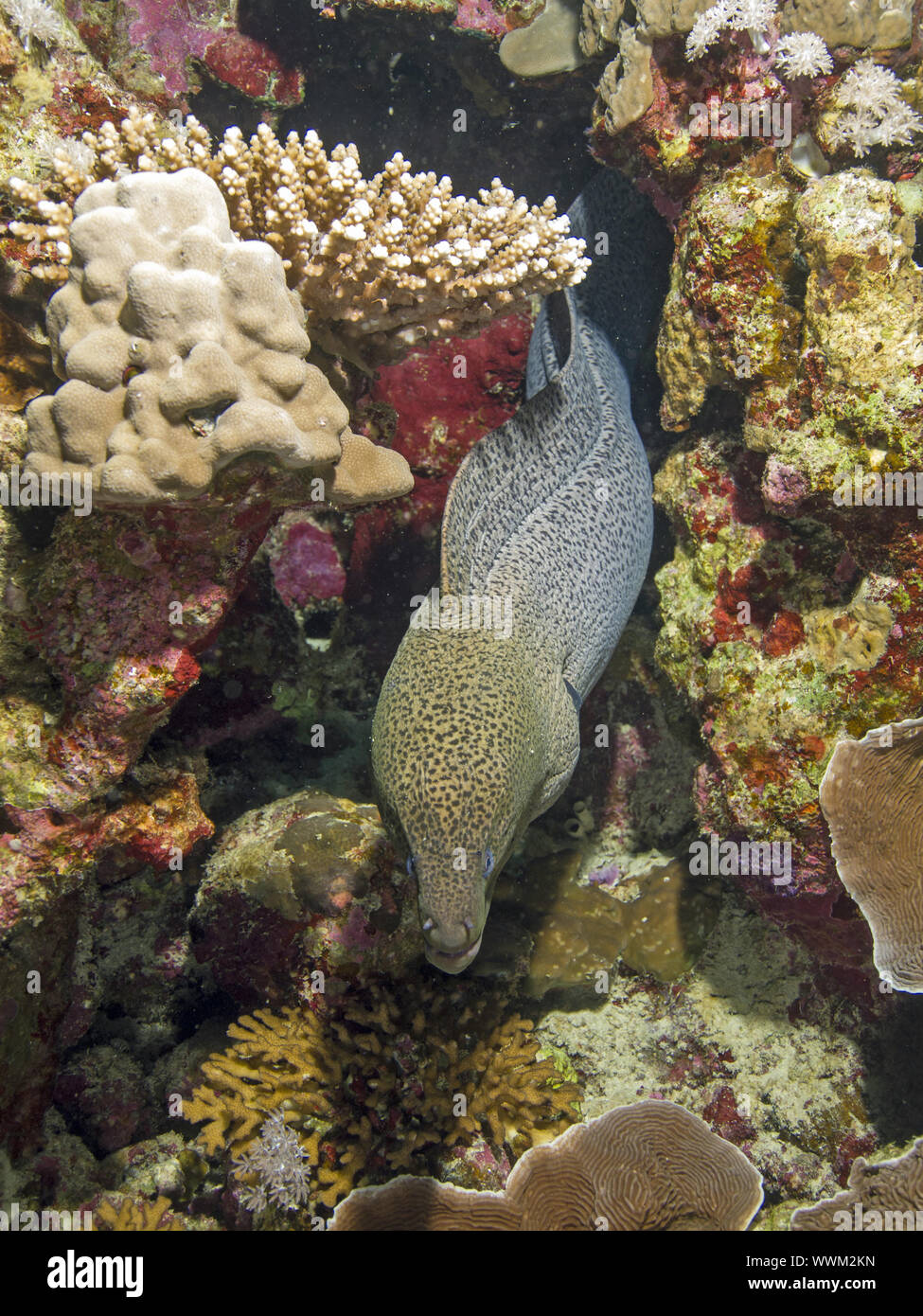 Predator head hi-res stock photography and images - Alamy