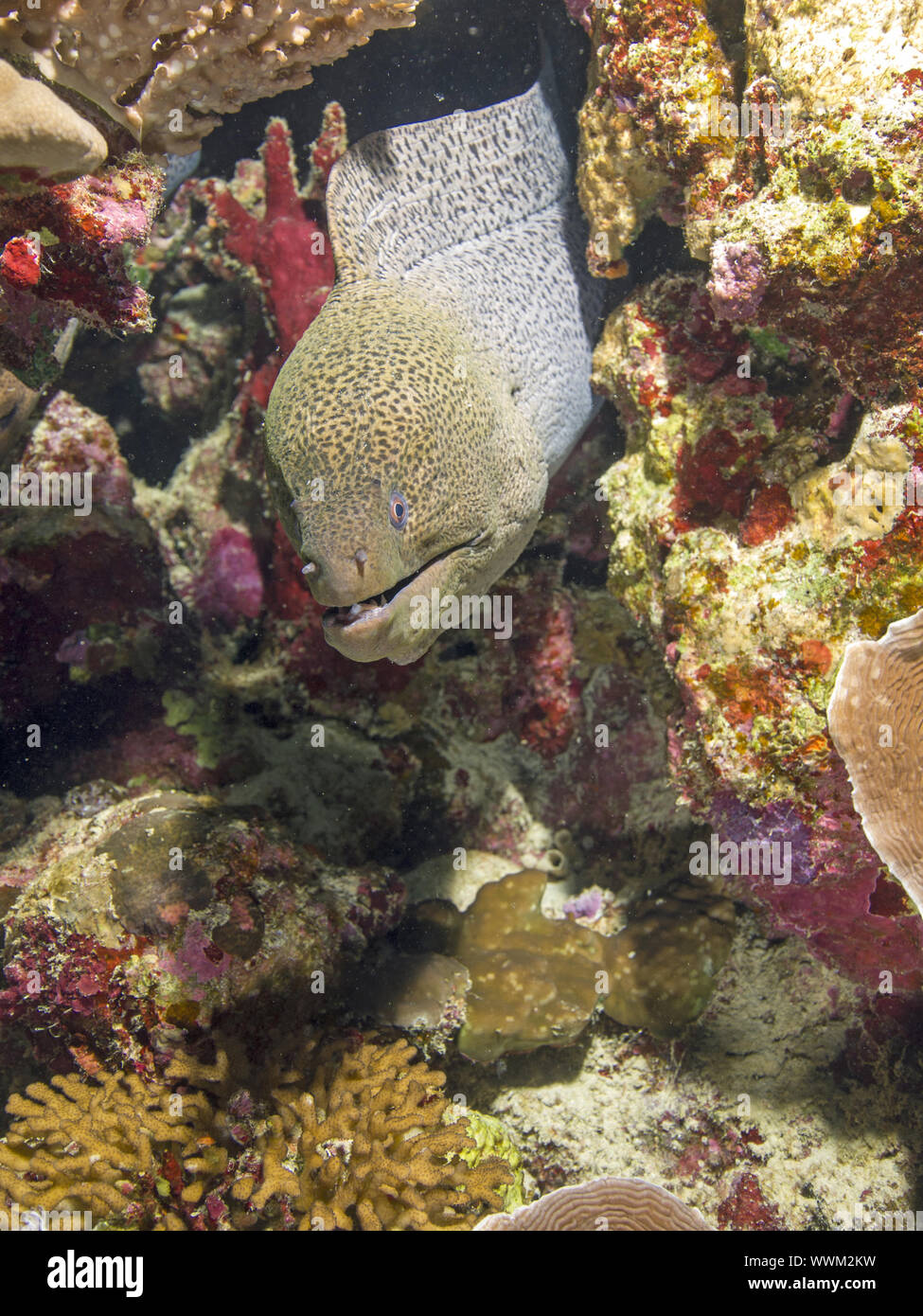 Aalfisch hi-res stock photography and images - Alamy