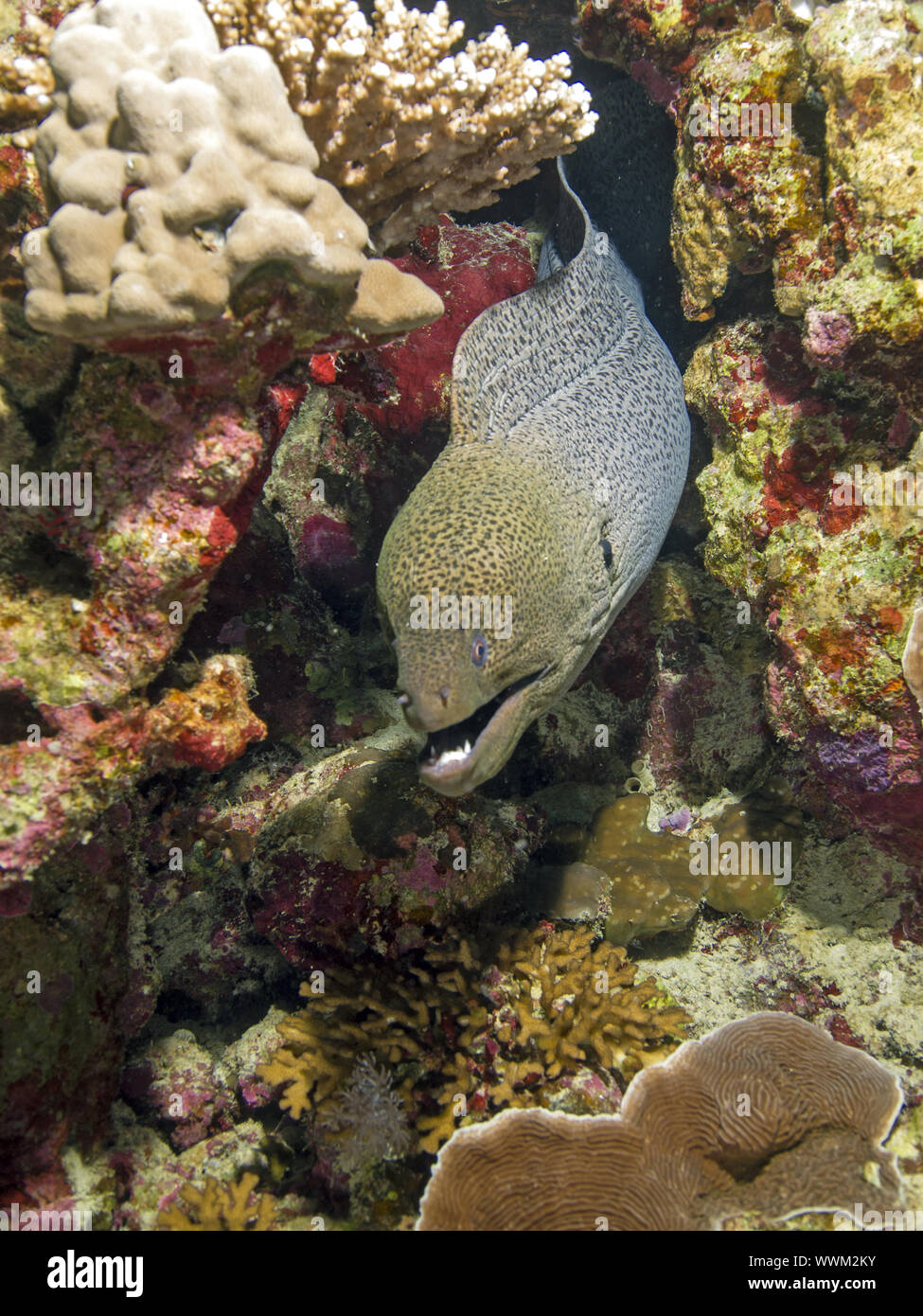 Sea hunter hi-res stock photography and images - Alamy