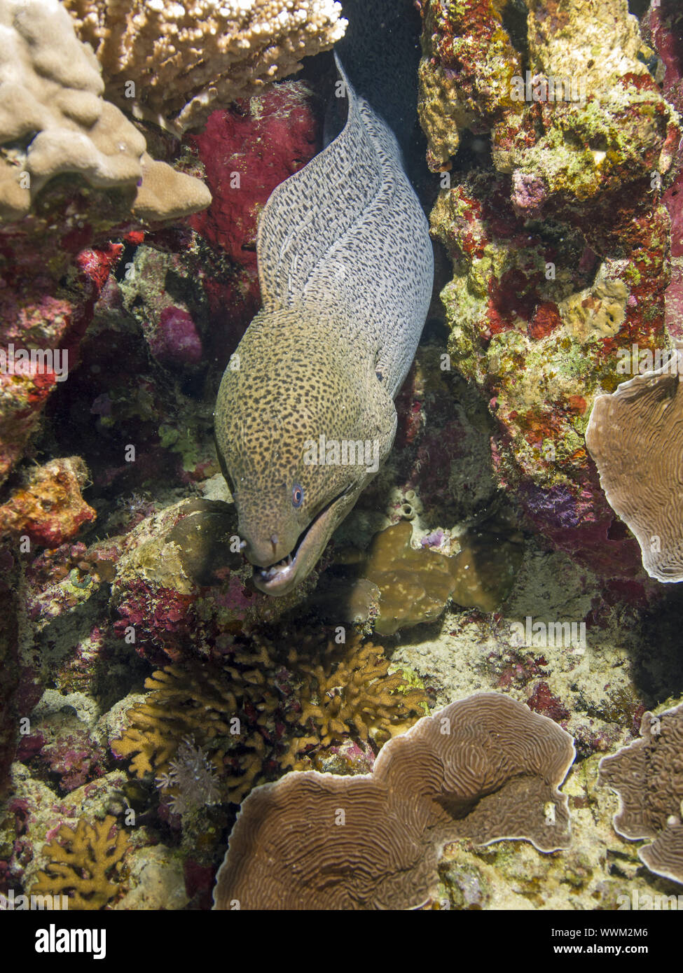 Giant eel hi-res stock photography and images - Alamy