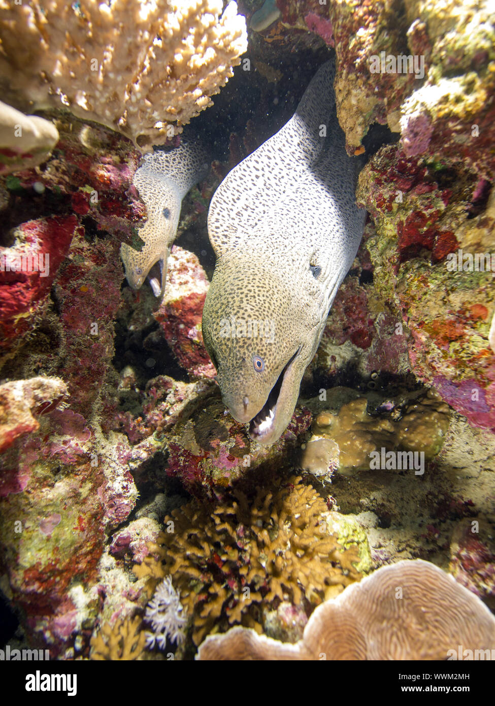 Morayeel hi-res stock photography and images - Alamy