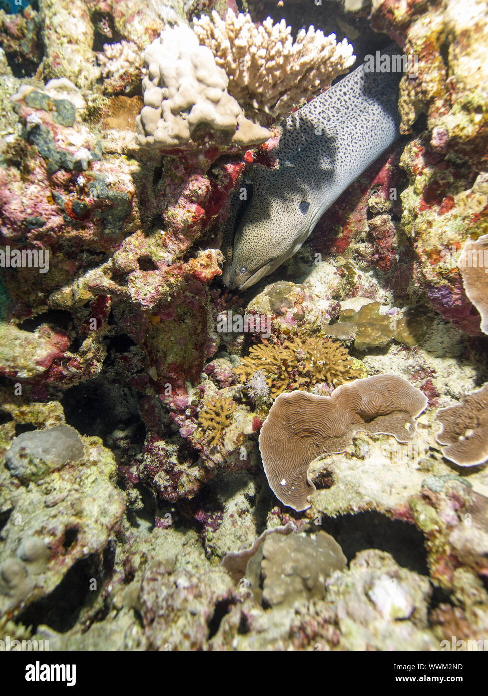 Aalfisch hi-res stock photography and images - Alamy