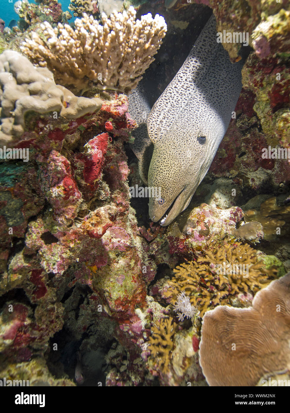 Moray and reef hi-res stock photography and images - Alamy