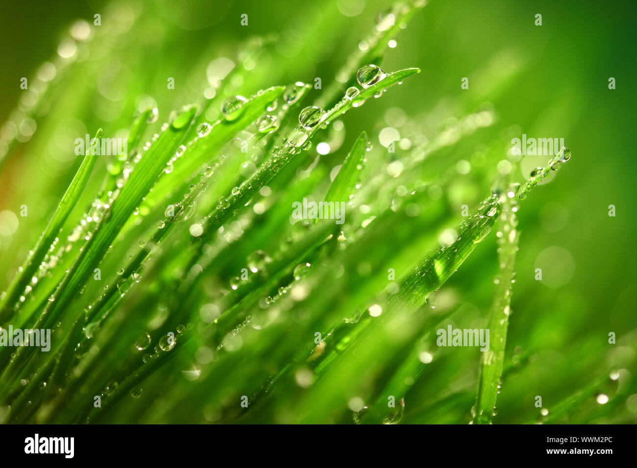 dew on grass Stock Photo - Alamy
