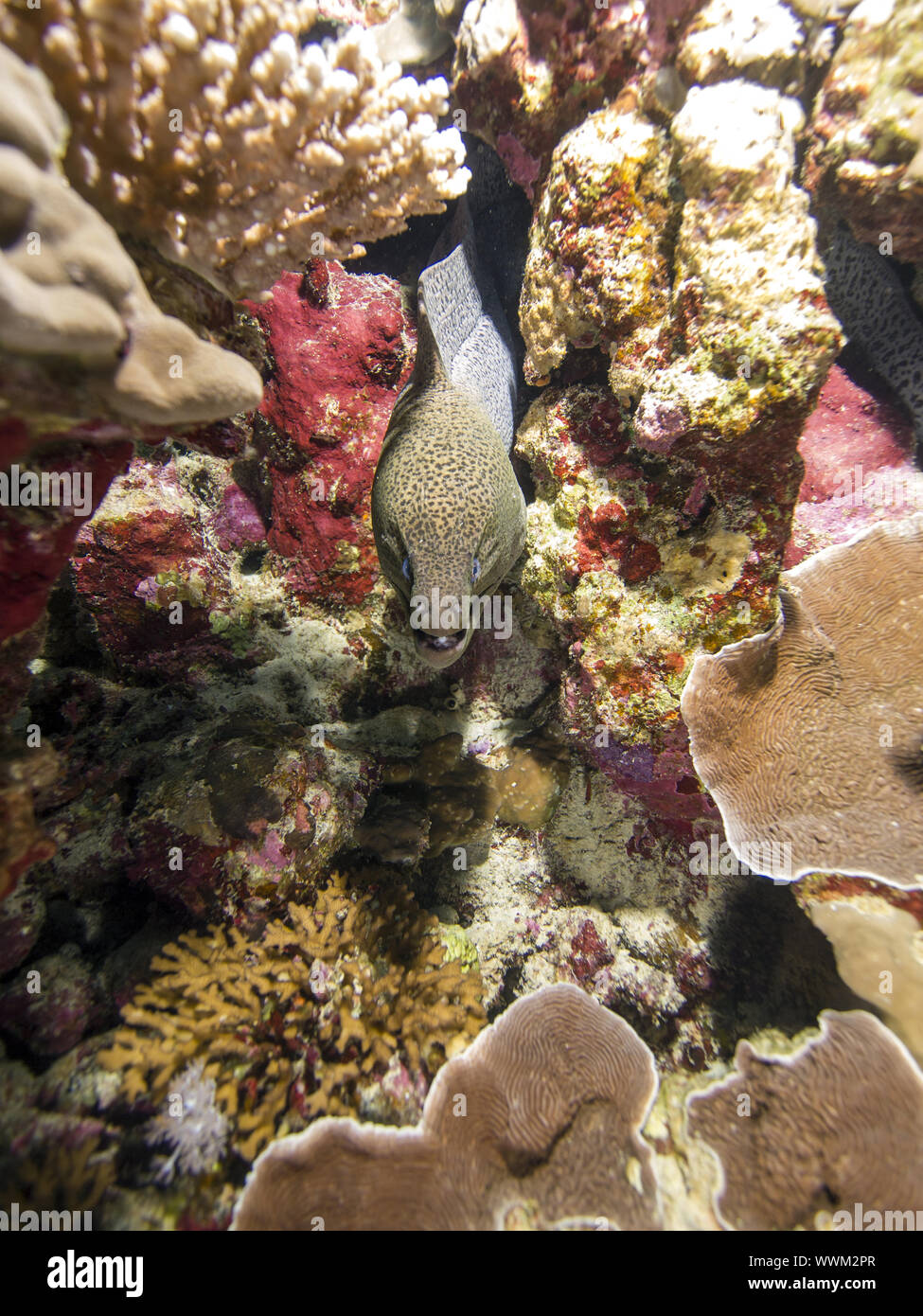 Gymnothorax javanicus moray fish hi-res stock photography and images ...