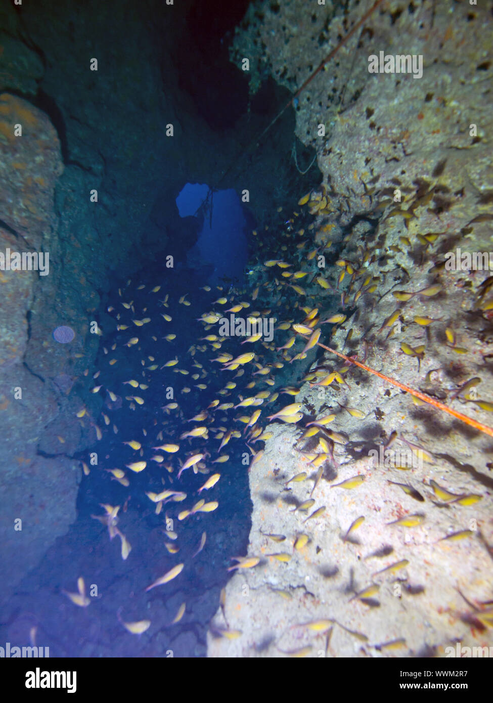 Sweepers (Pempheris vanicolensis Stock Photo - Alamy