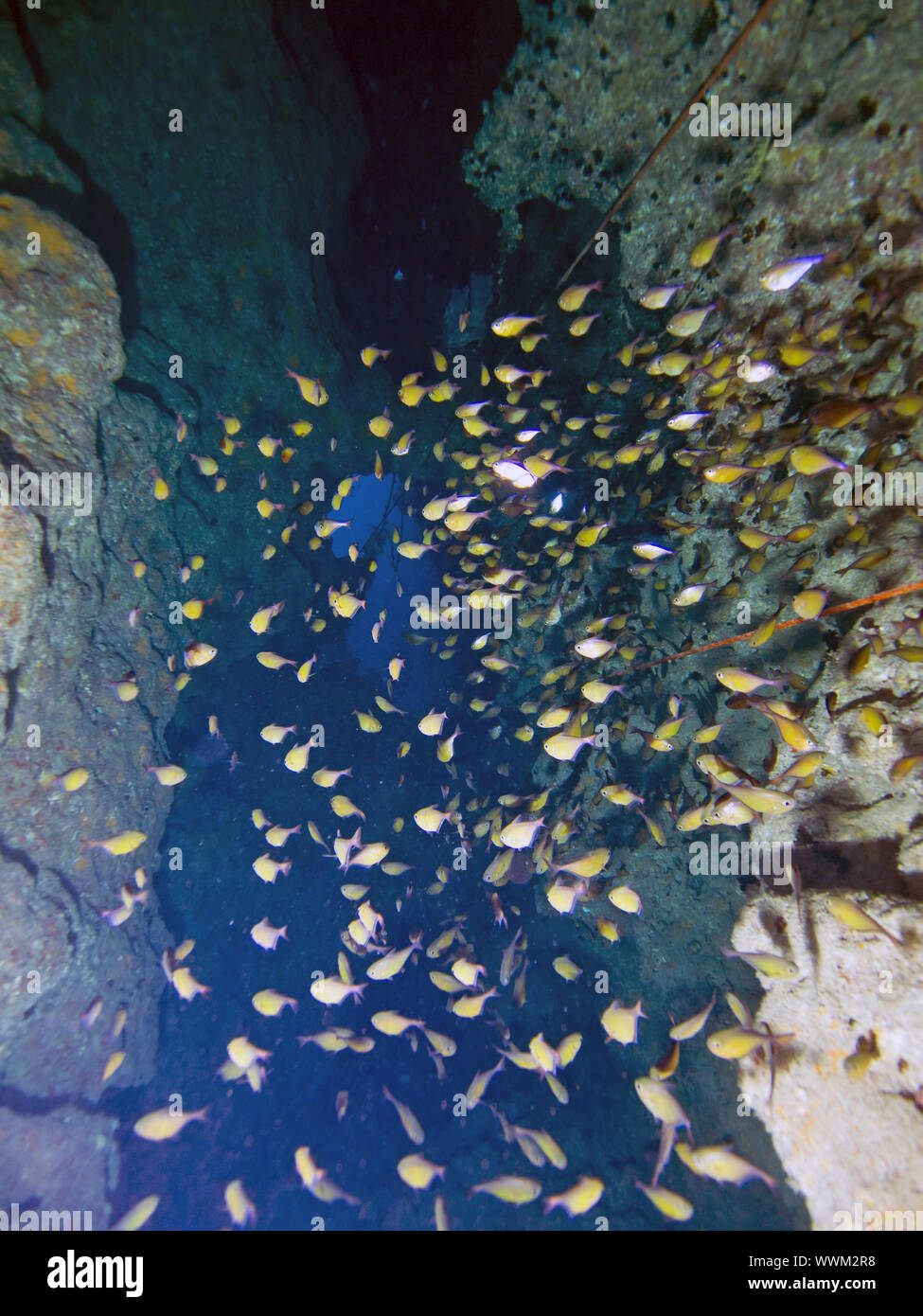 Sweepers (Pempheris vanicolensis Stock Photo - Alamy