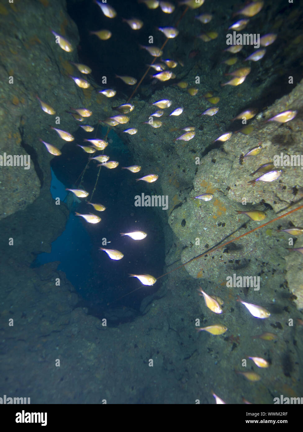 Pempheris vanicolensis hi-res stock photography and images - Alamy