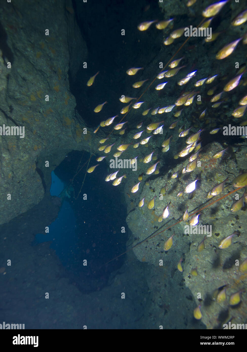 Ocean cave fish hi-res stock photography and images - Alamy