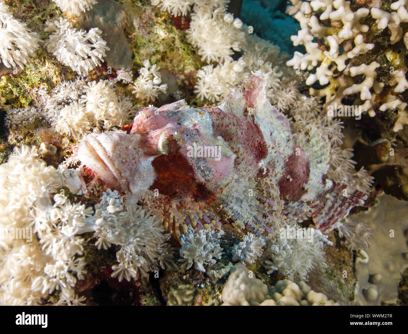 Bearded scorpionfish hi-res stock photography and images - Alamy