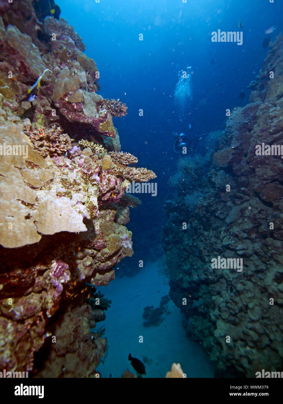 Red coral stone hi-res stock photography and images - Alamy