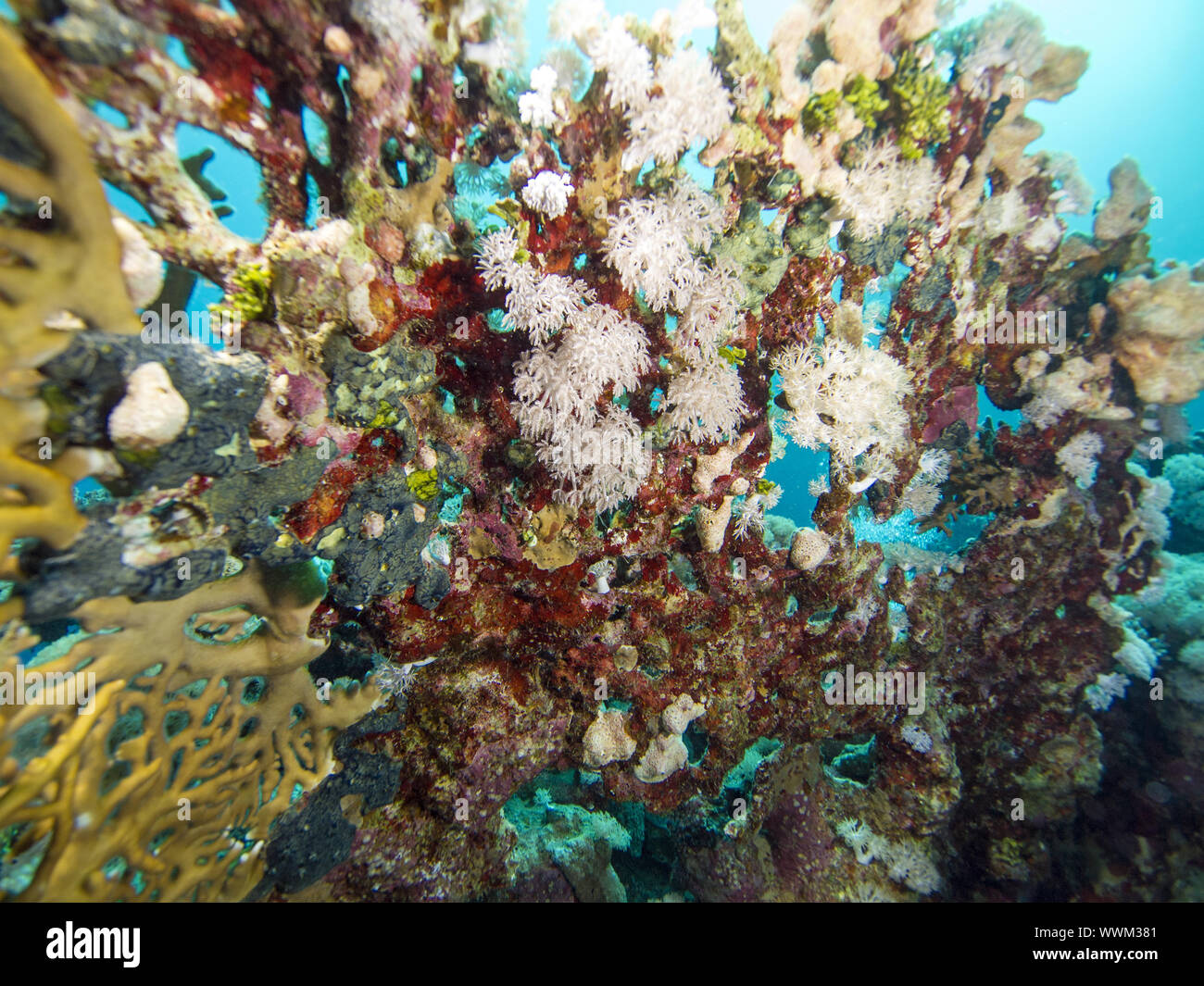 Reef wildlife hi-res stock photography and images - Alamy