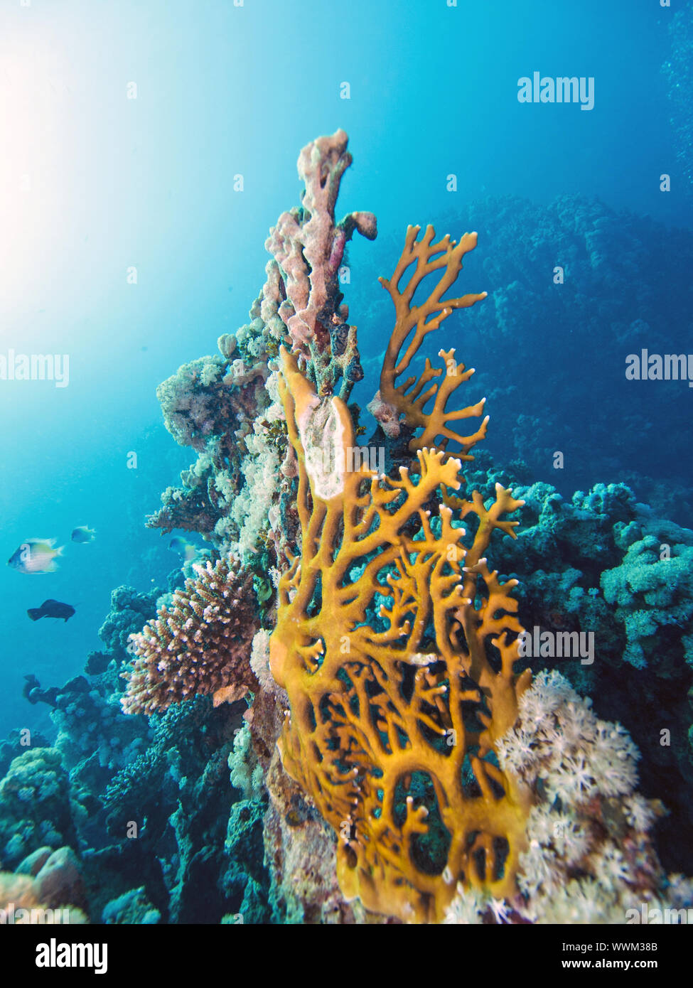 Fire coral hi-res stock photography and images - Alamy