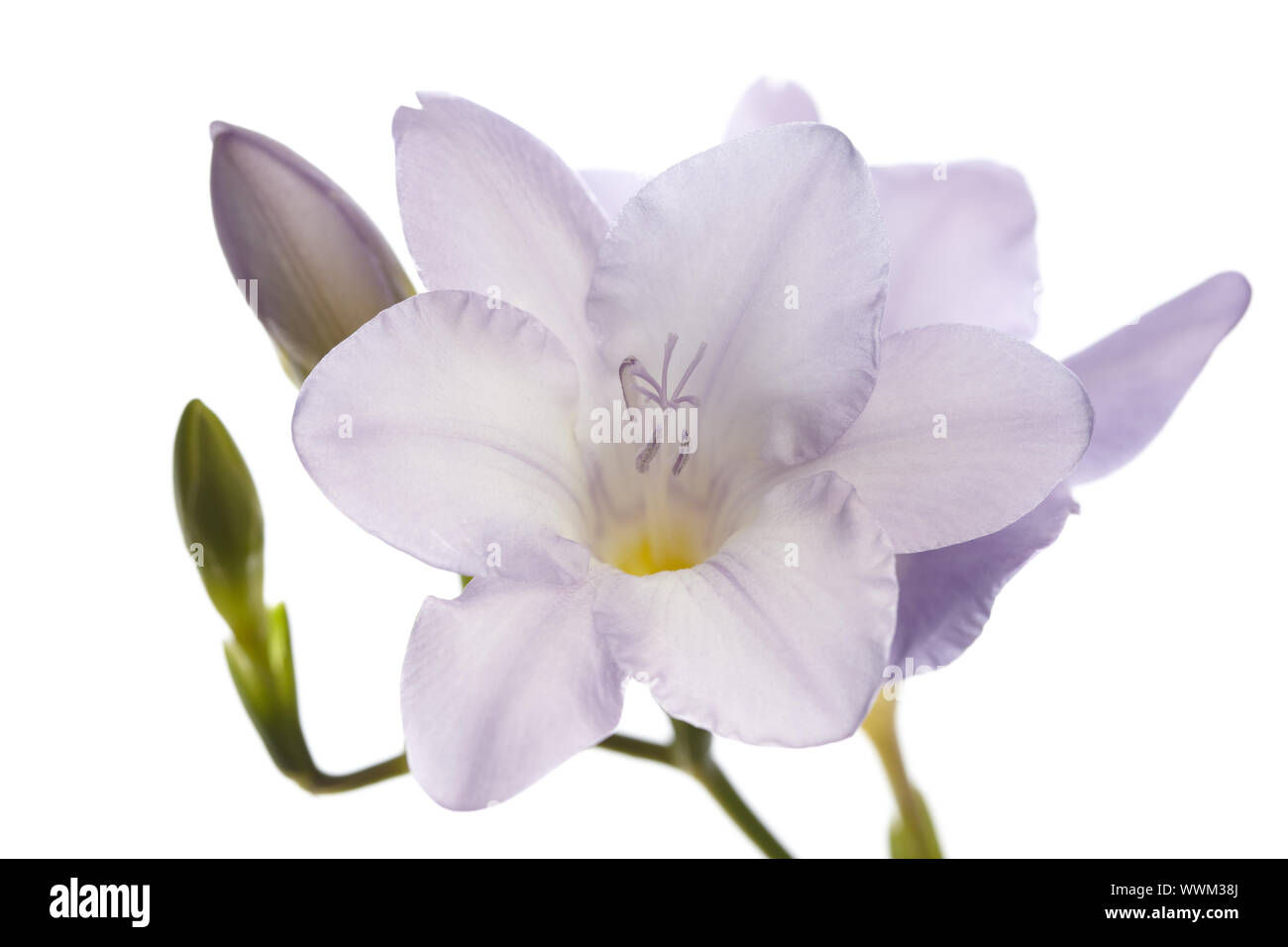 Fresia hi-res stock photography and images - Alamy