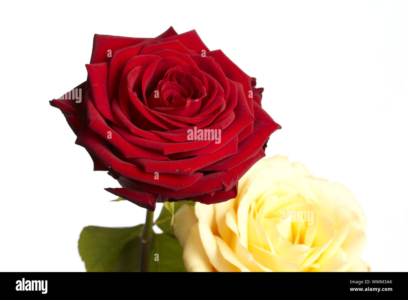 Red and white rose Stock Photo - Alamy