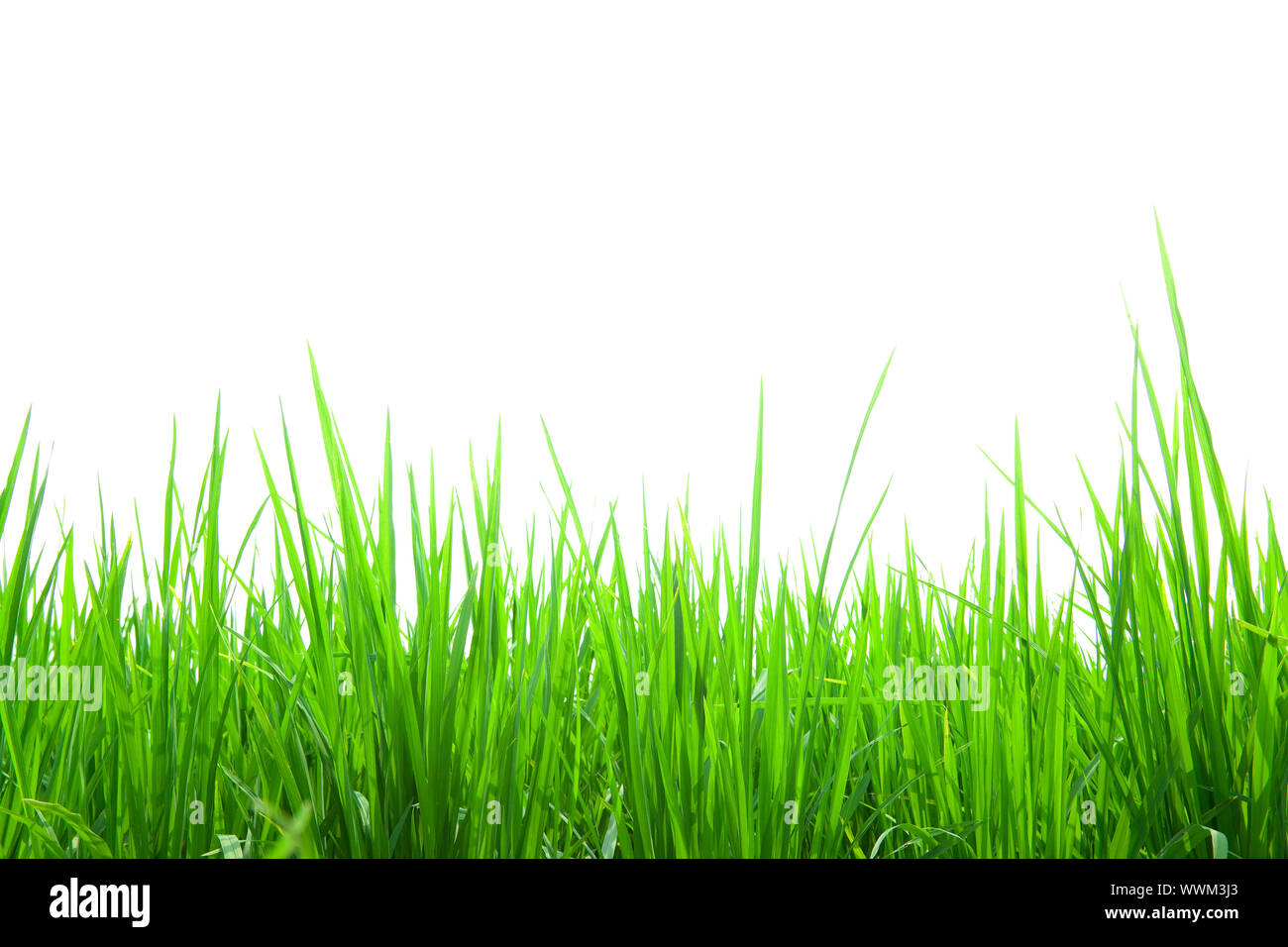 fresh green grass isolated on white Stock Photo - Alamy