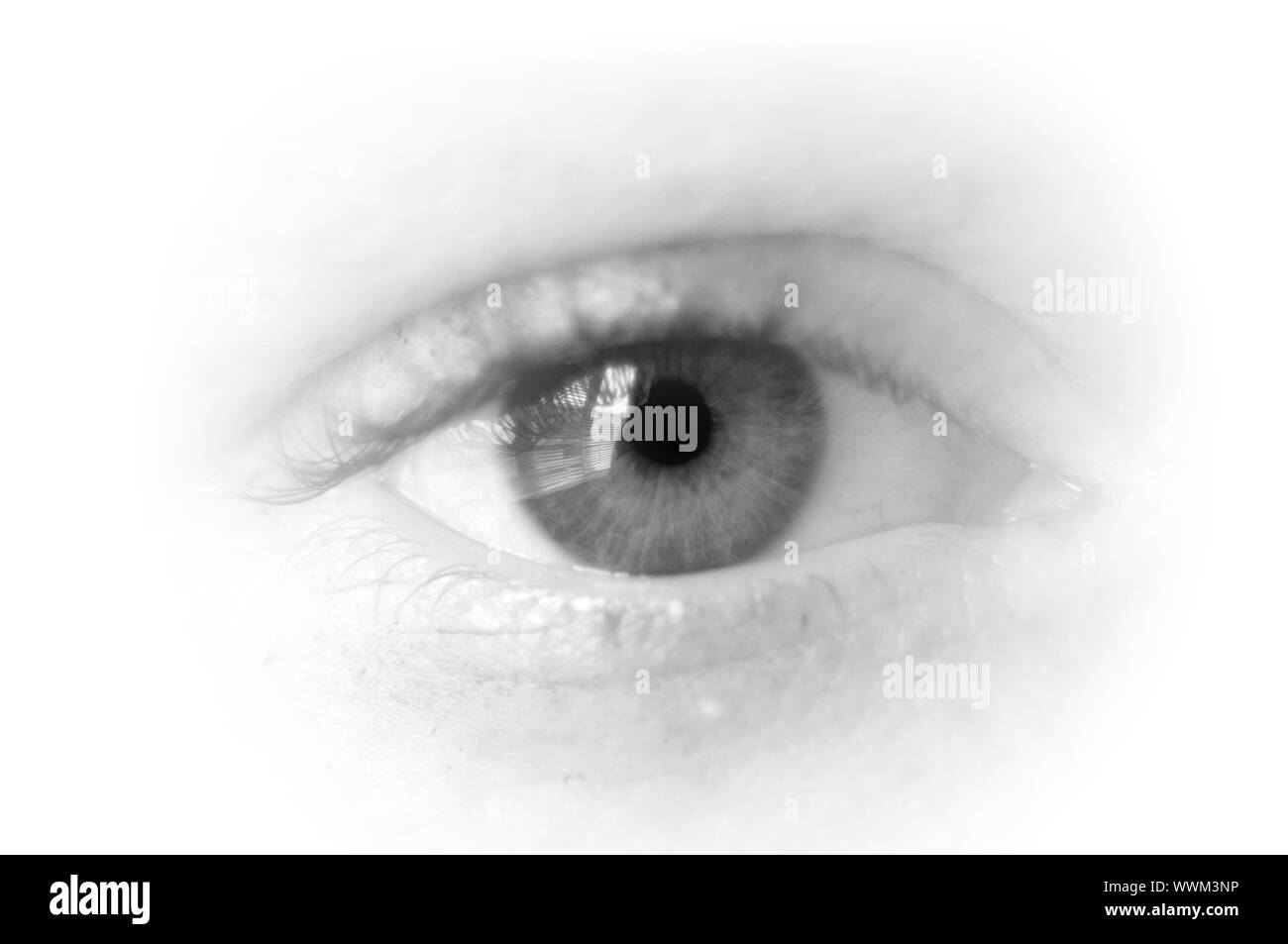 eye isolated on white background is watching you Stock Photo - Alamy