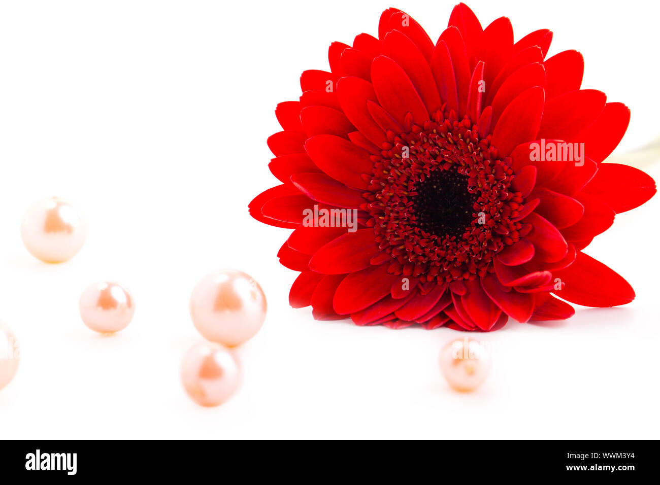 red gerber daisy, on white background Stock Photo - Alamy
