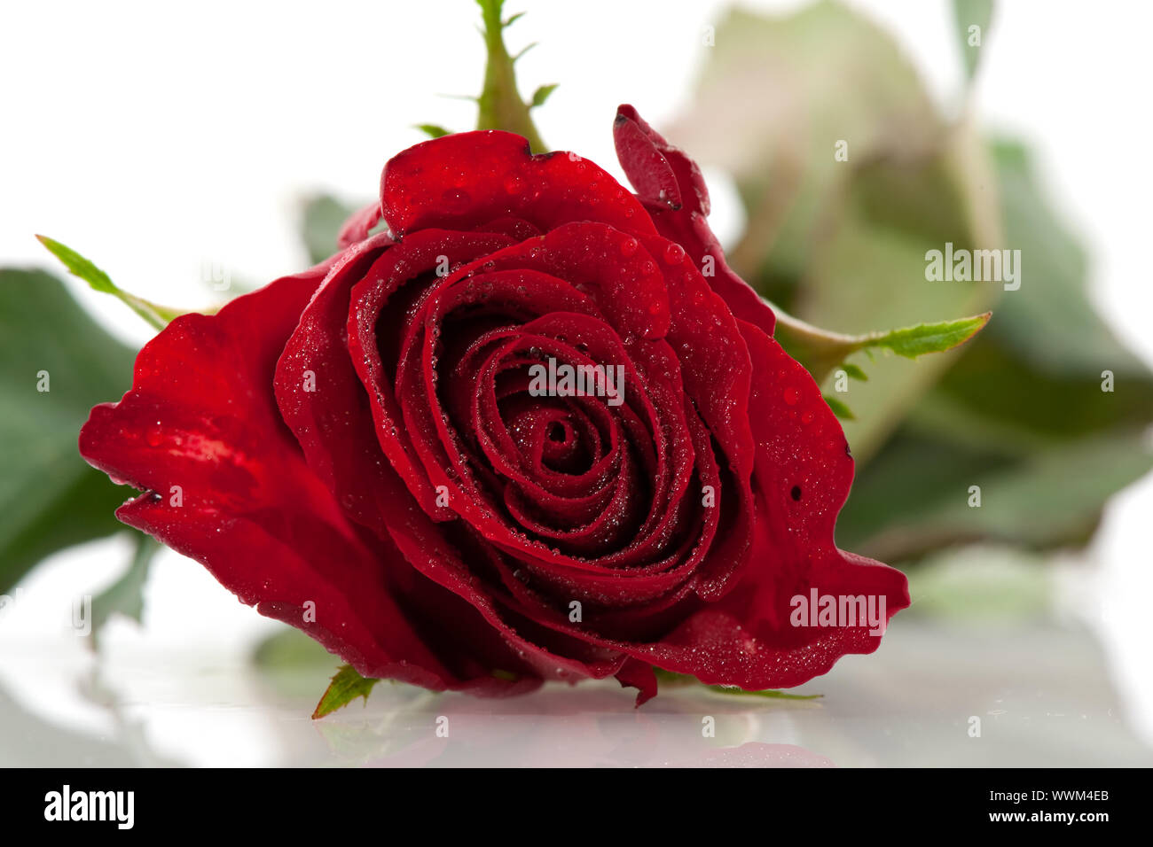 Beautiful single red rose isolated iver white Stock Photo - Alamy
