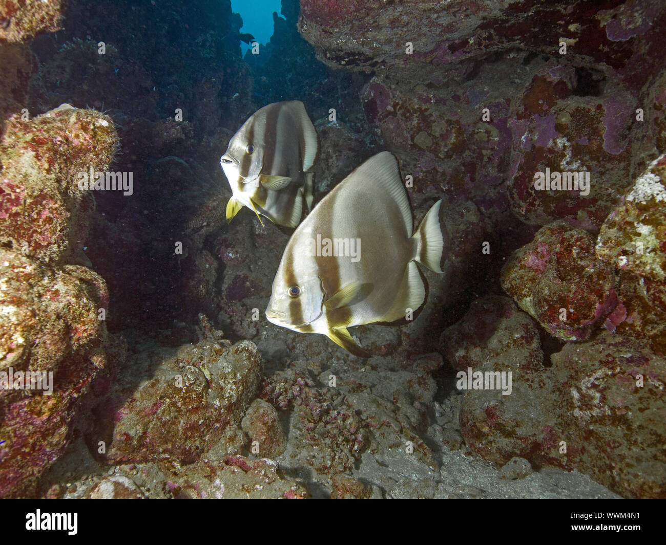 Batfish underwater hi-res stock photography and images - Alamy