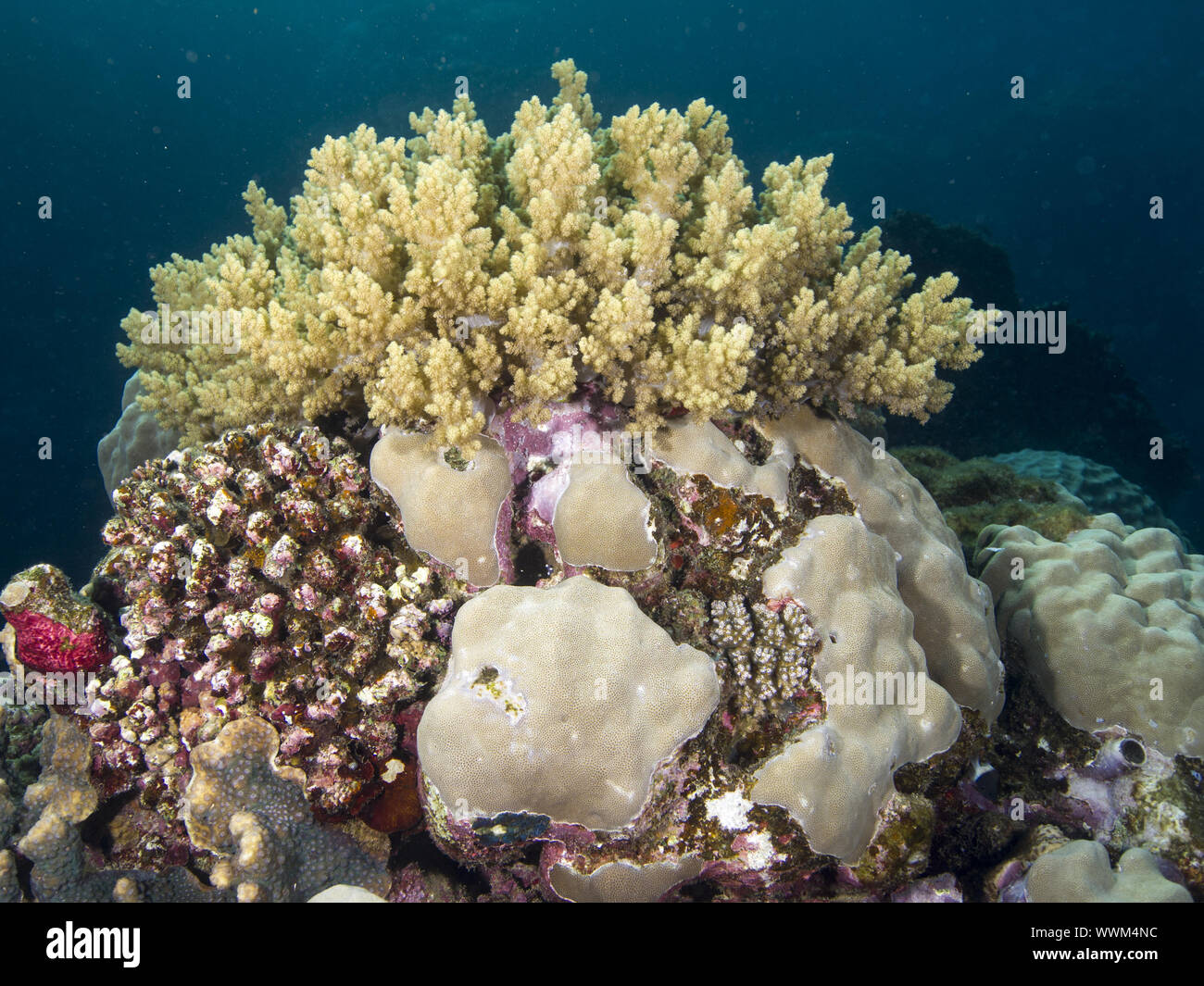 Coral animal hi-res stock photography and images - Alamy