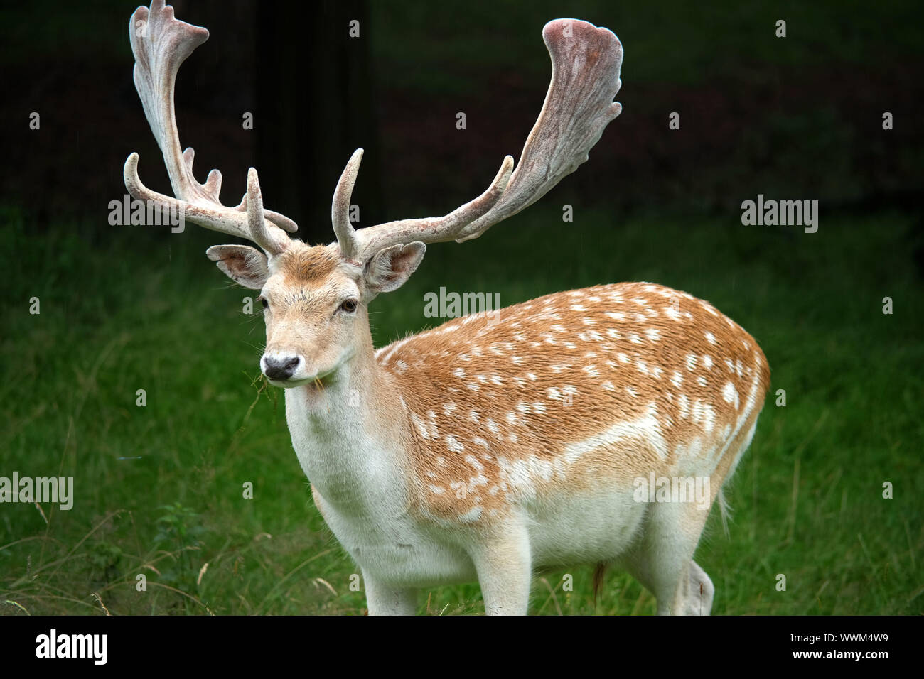Fallow deer stag Stock Photo - Alamy