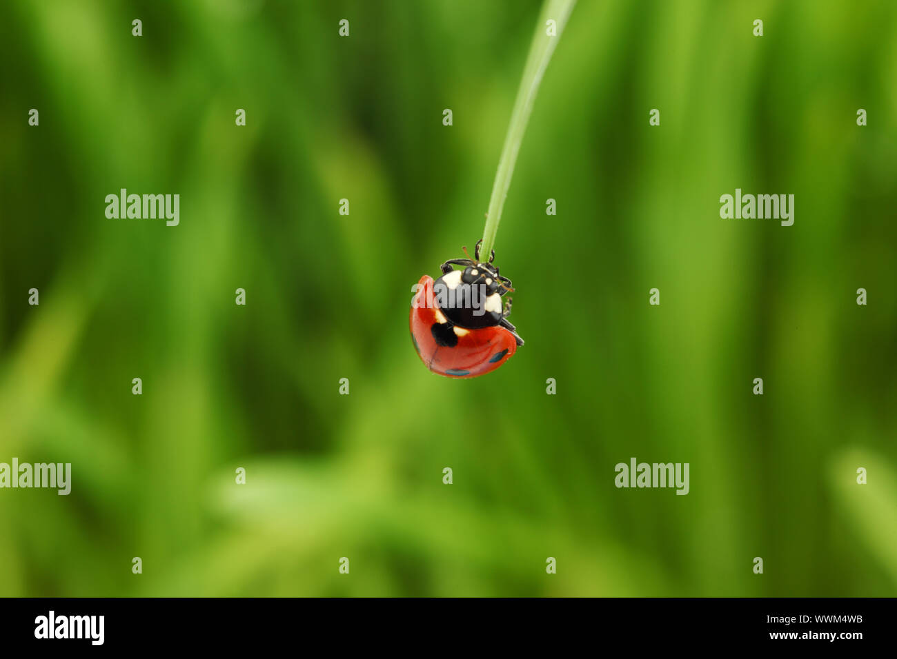 ladybug on grass nature background Stock Photo - Alamy