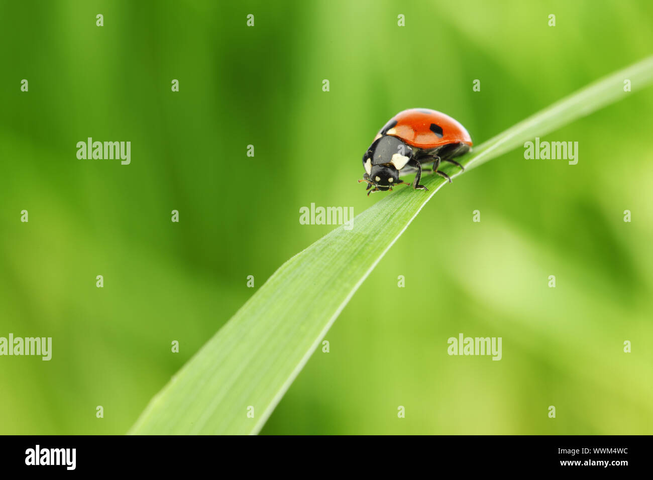 ladybug on grass nature background Stock Photo - Alamy