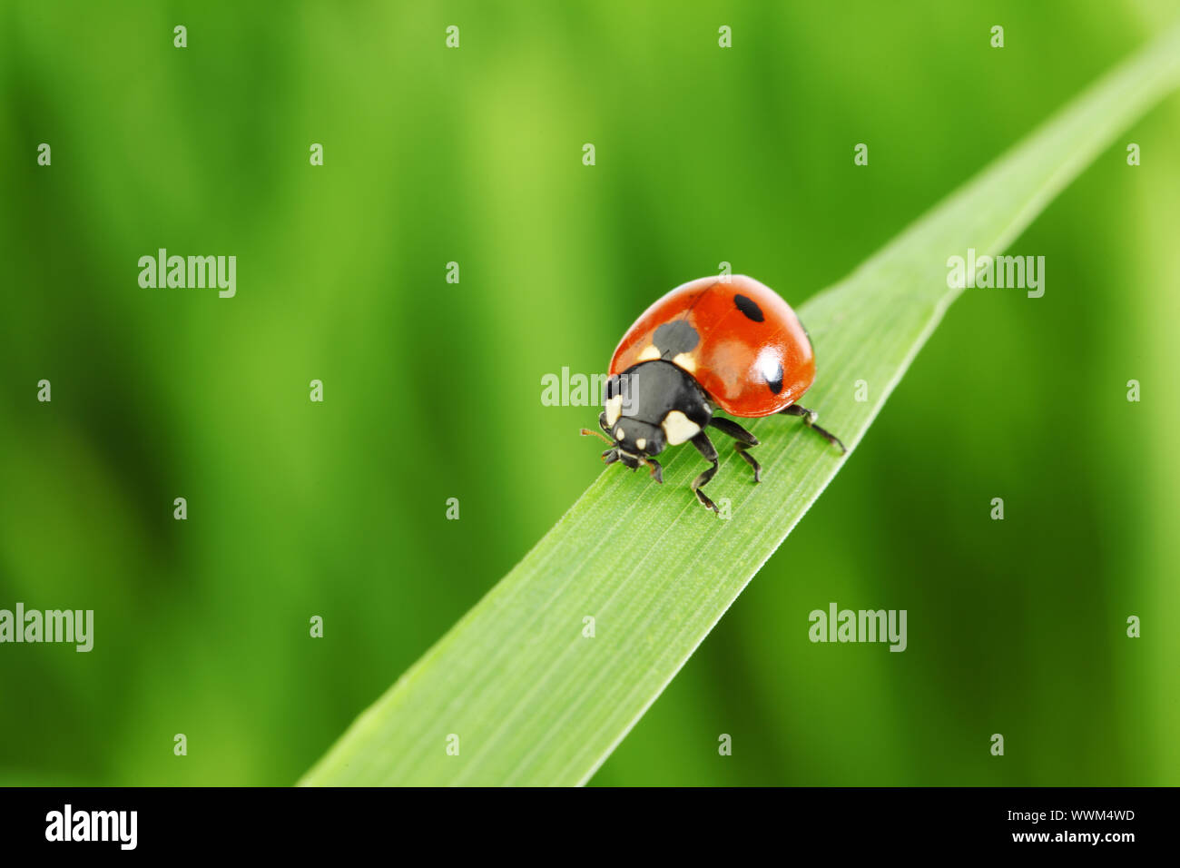 ladybug on grass nature background Stock Photo - Alamy