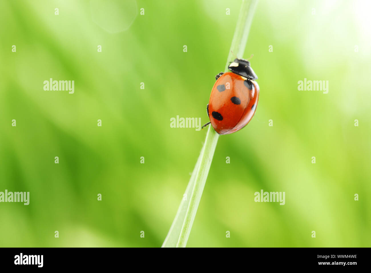 ladybug on grass nature background Stock Photo - Alamy