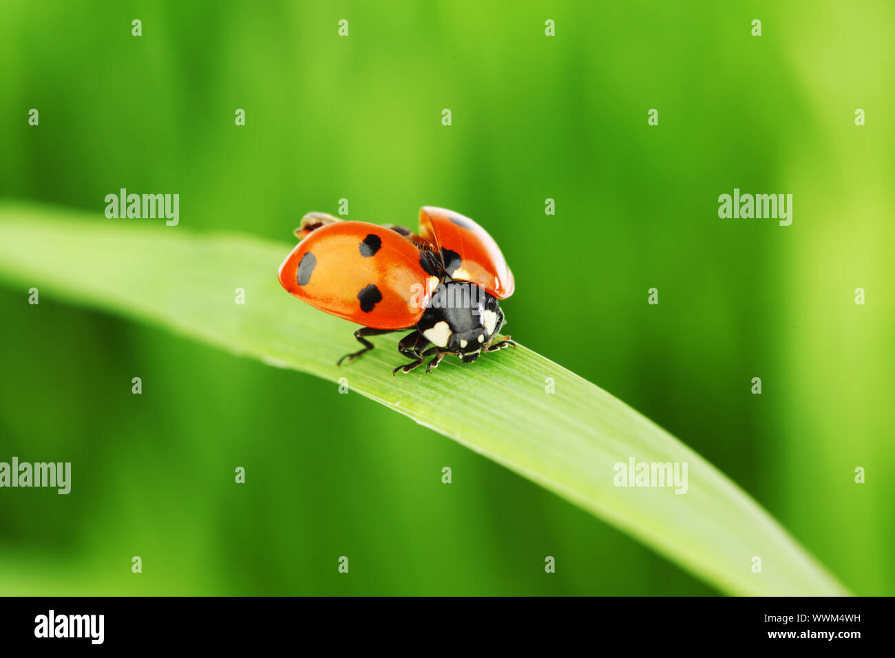 ladybug on grass nature background Stock Photo - Alamy