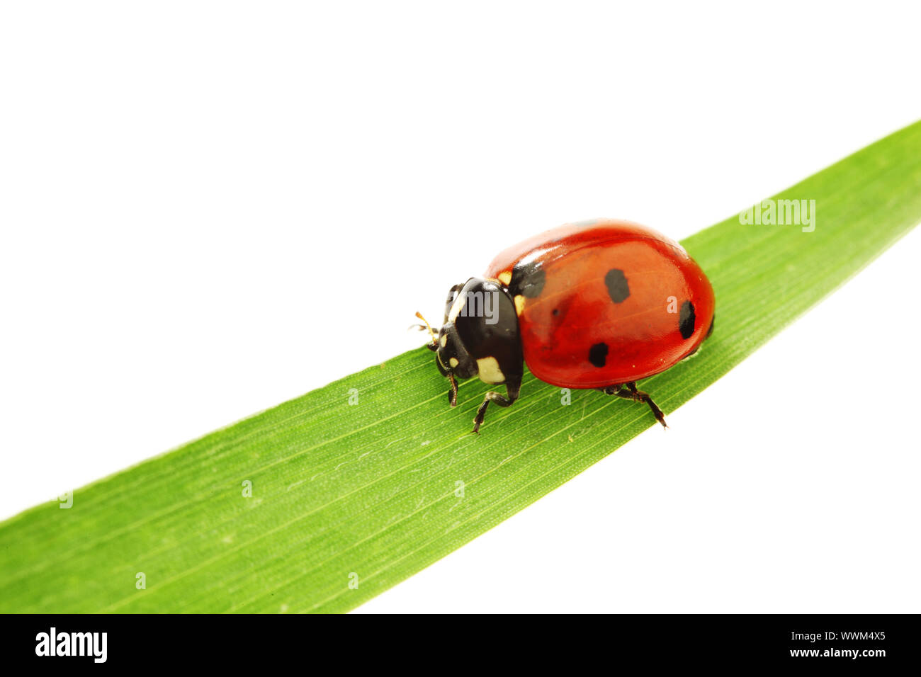 ladybug on grass isolated on white background Stock Photo - Alamy