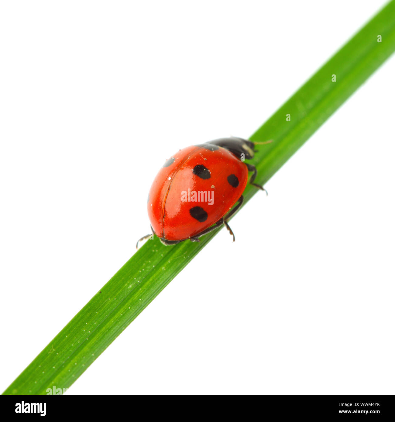 ladybug on grass isolated on white background Stock Photo - Alamy