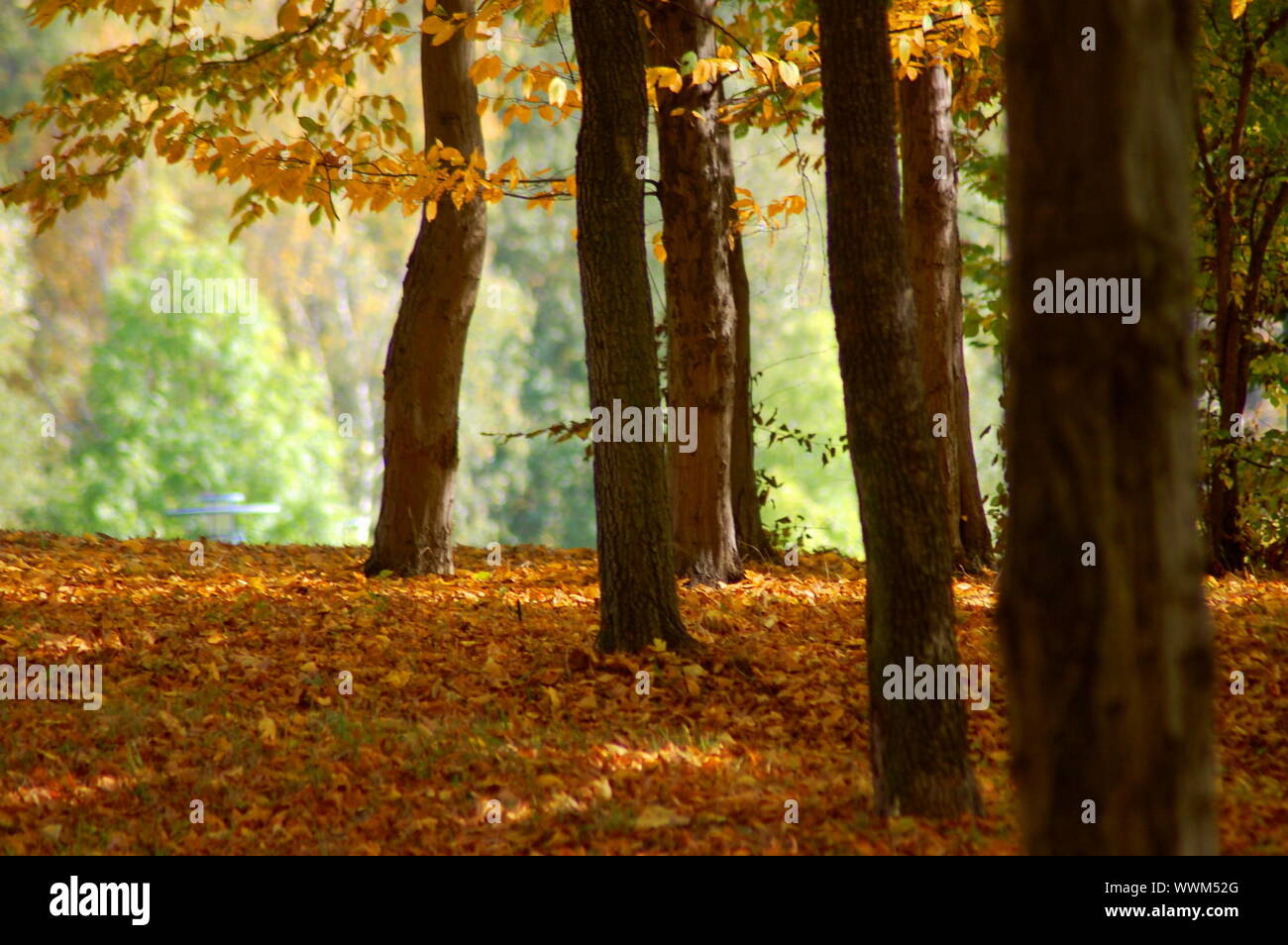 autumn in the forest with golden leaves on trees Stock Photo - Alamy