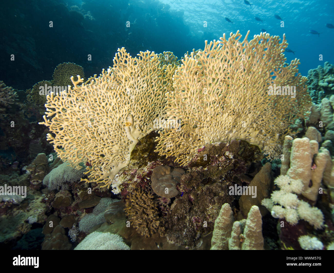 Fire coral hi-res stock photography and images - Alamy