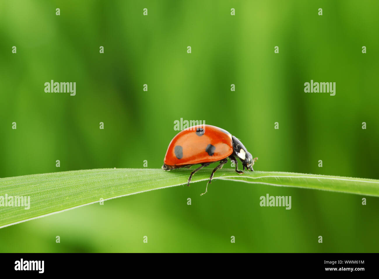 ladybug on grass green on background Stock Photo - Alamy
