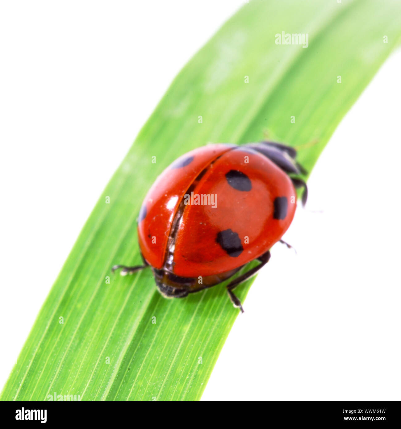 ladybug on green grass isolated white background Stock Photo - Alamy