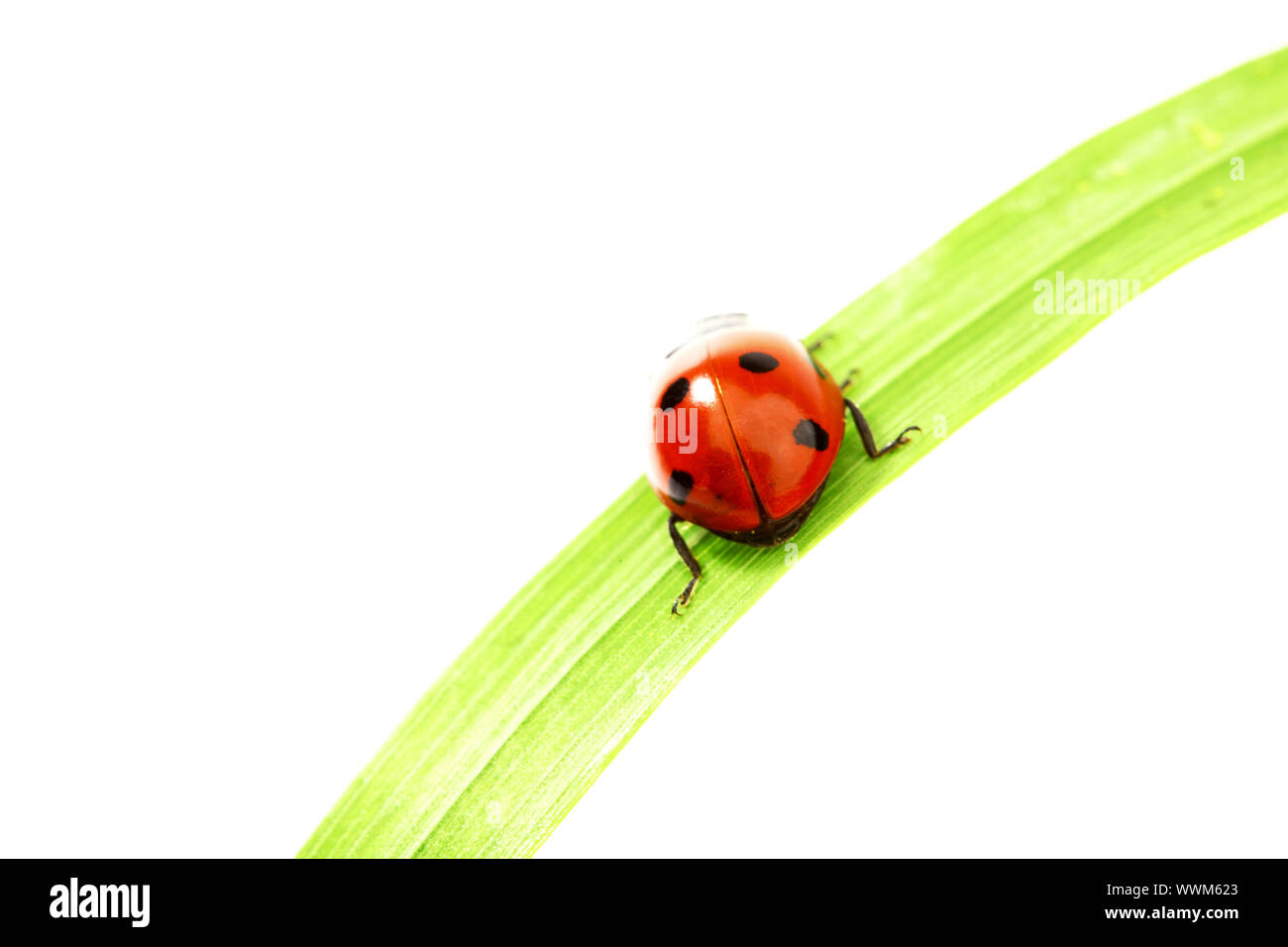 ladybug on green grass isolated white background Stock Photo - Alamy