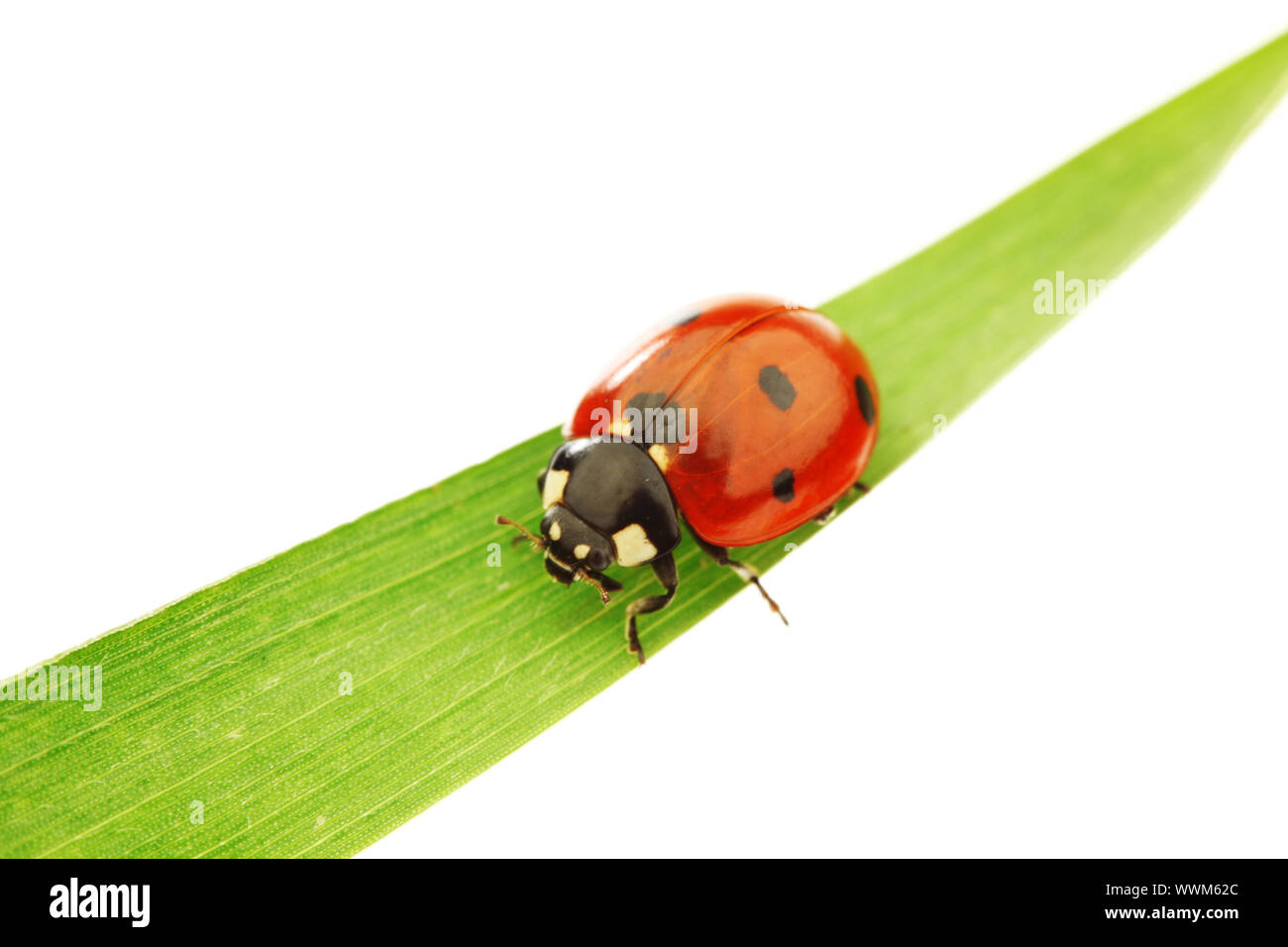ladybug on green grass isolated white background Stock Photo - Alamy