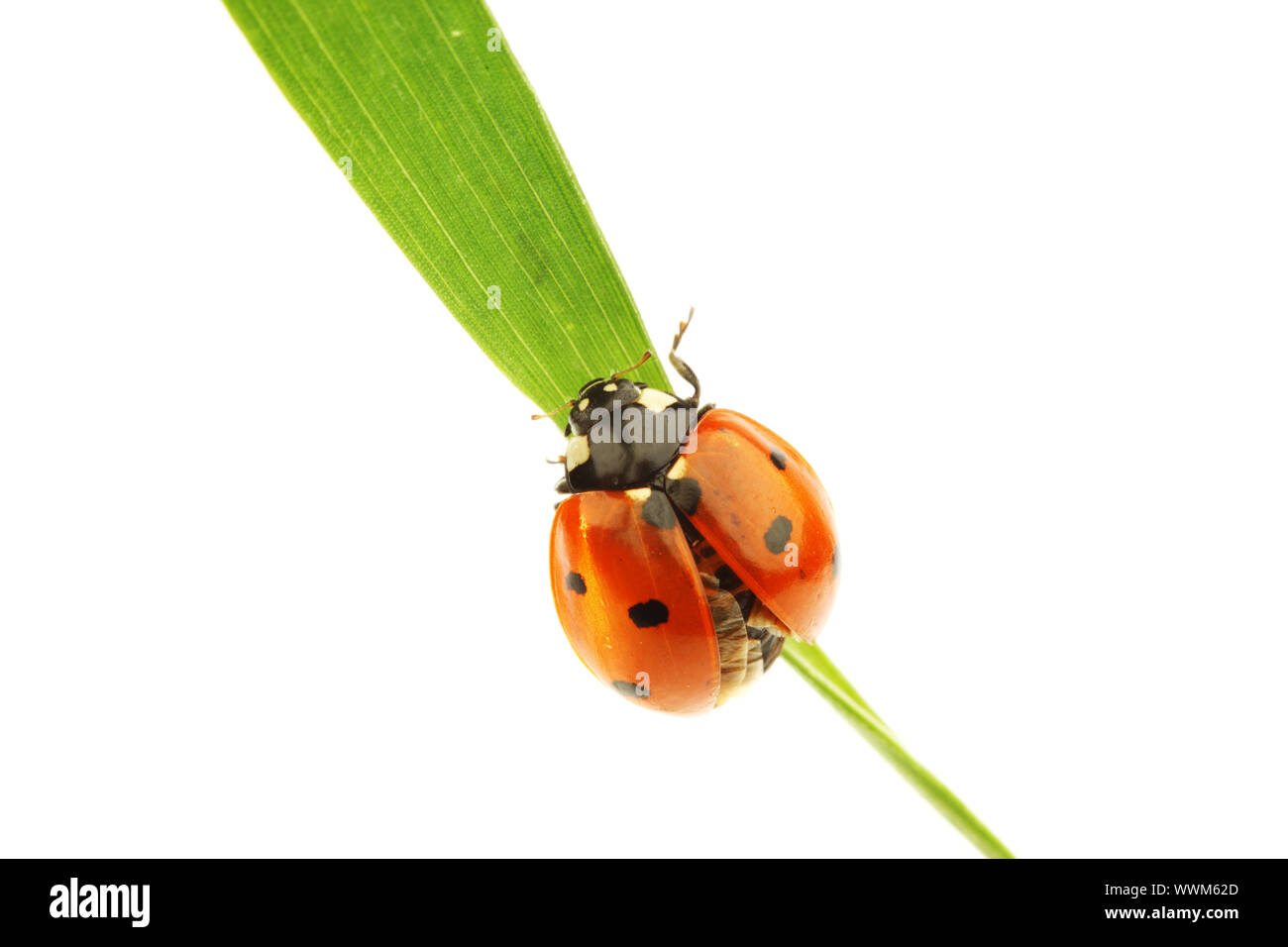 ladybug on green grass isolated white background Stock Photo - Alamy