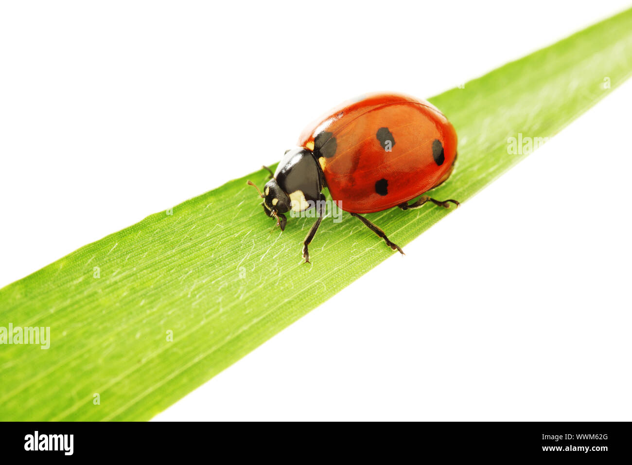 ladybug on green grass isolated white background Stock Photo - Alamy