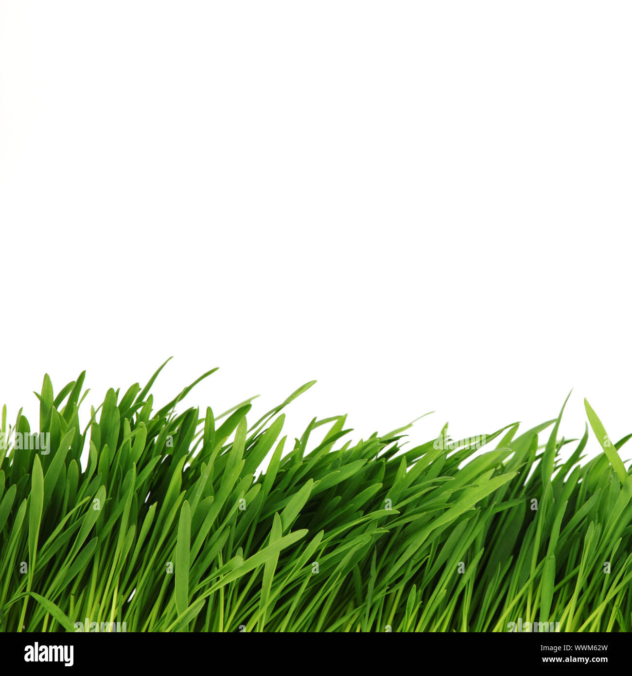 grass isolated on white background Stock Photo - Alamy