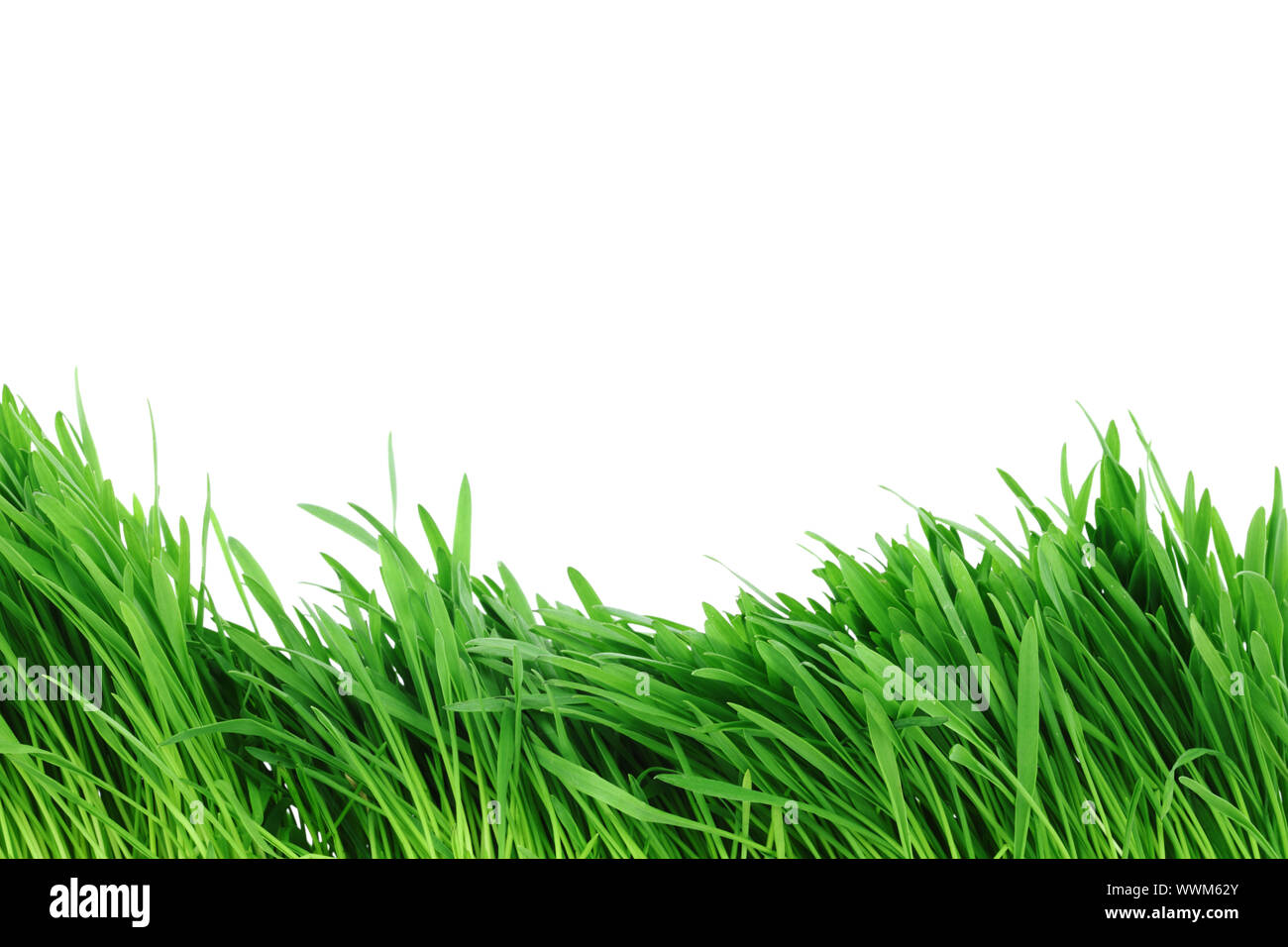 grass isolated on white background Stock Photo - Alamy