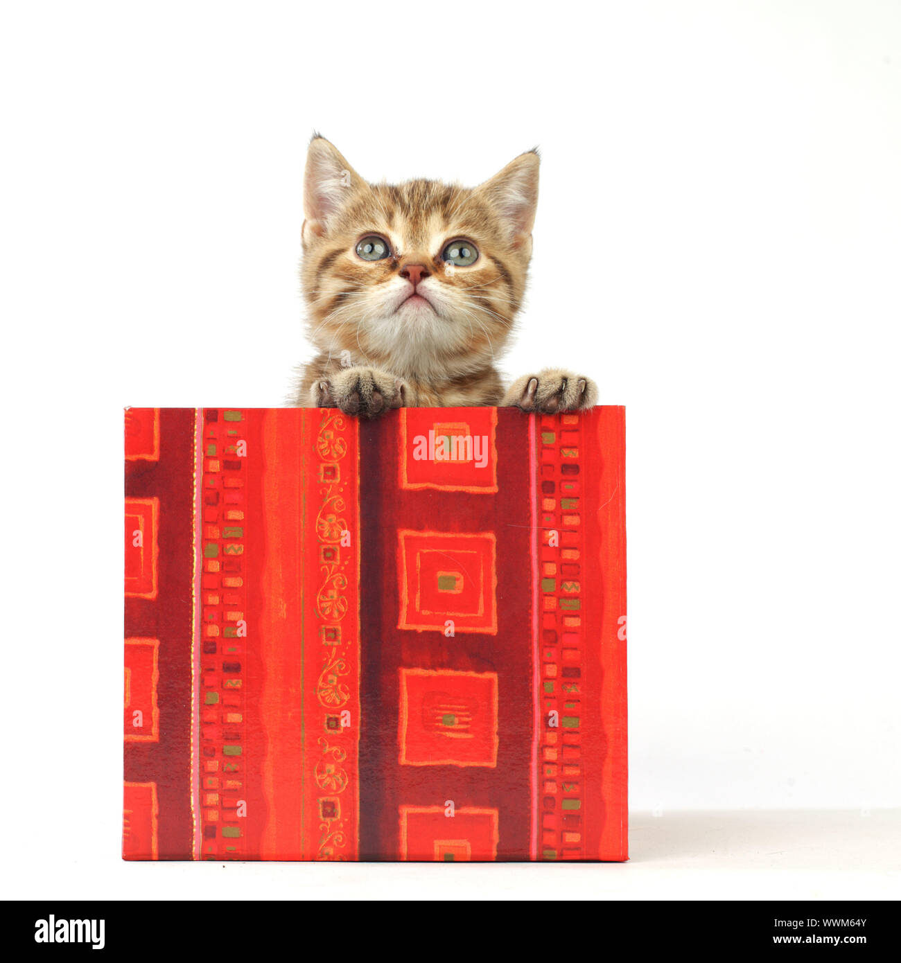 cat in gift box isolated on white background Stock Photo - Alamy