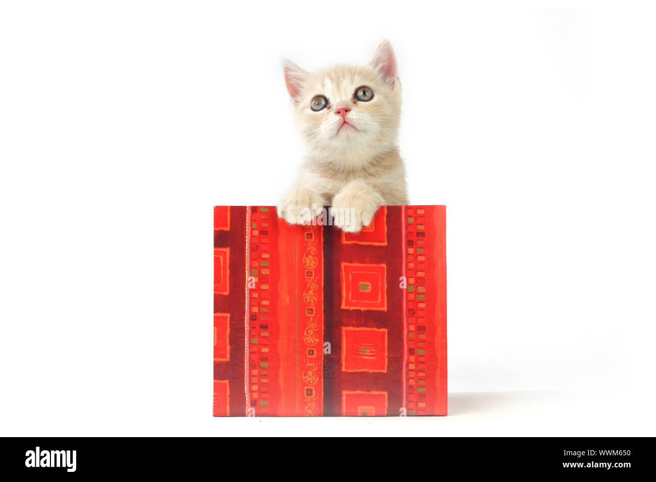 cat in gift box isolated on white background Stock Photo - Alamy